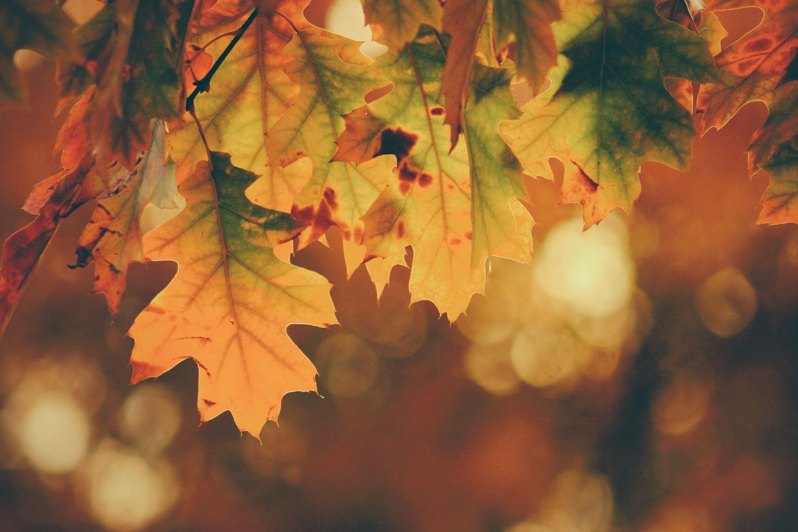 Fifteen Tips For Celebrating Thanksgiving Day fifteen-tips-for-celebrating-thanksgiving-day